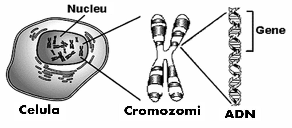 Transmitere genetică - Cardiomiogen.ro