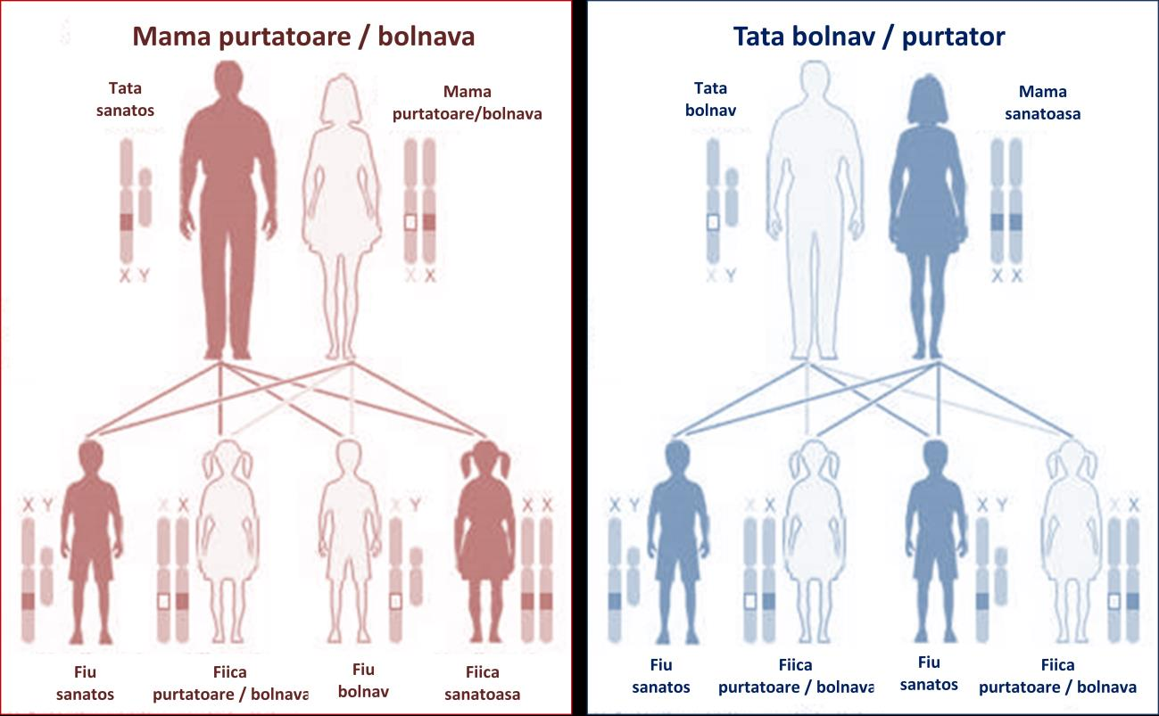 Transmitere genetică - Cardiomiogen.ro